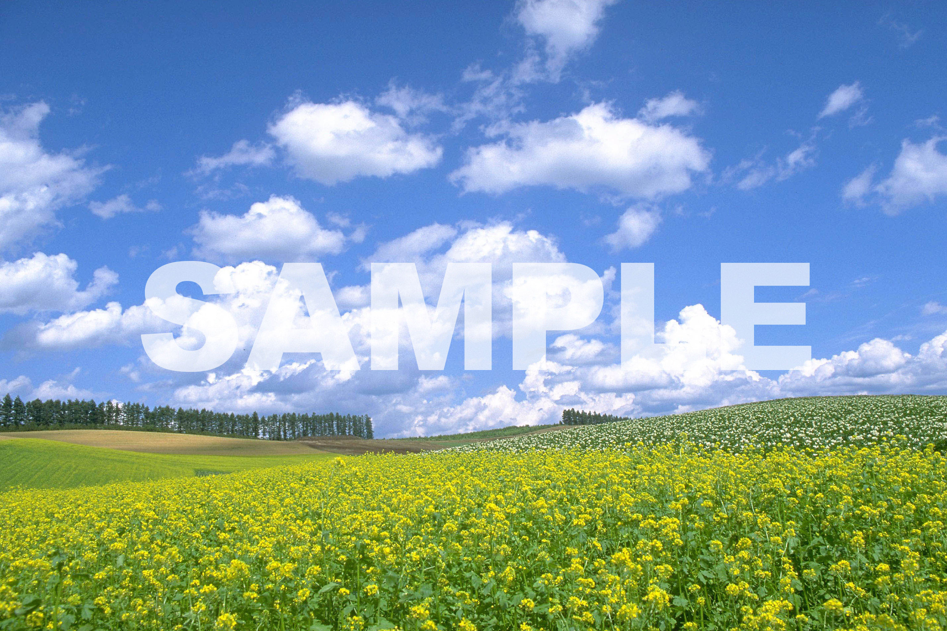 sample_hsize | オフィスレイアウト神戸 ( 兵庫 | 大阪 | 東京 )